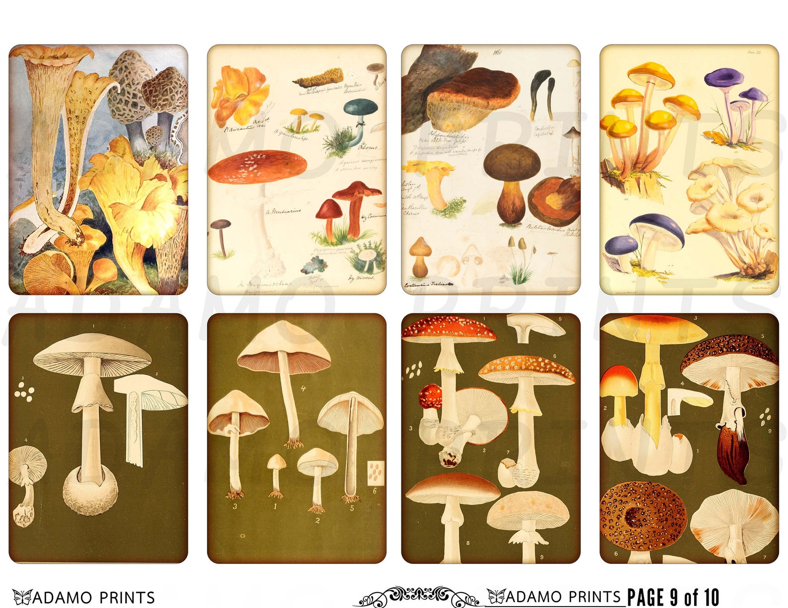 Mushroom Fungi Printable Mushrooms Toadstool and Mushroom - Etsy