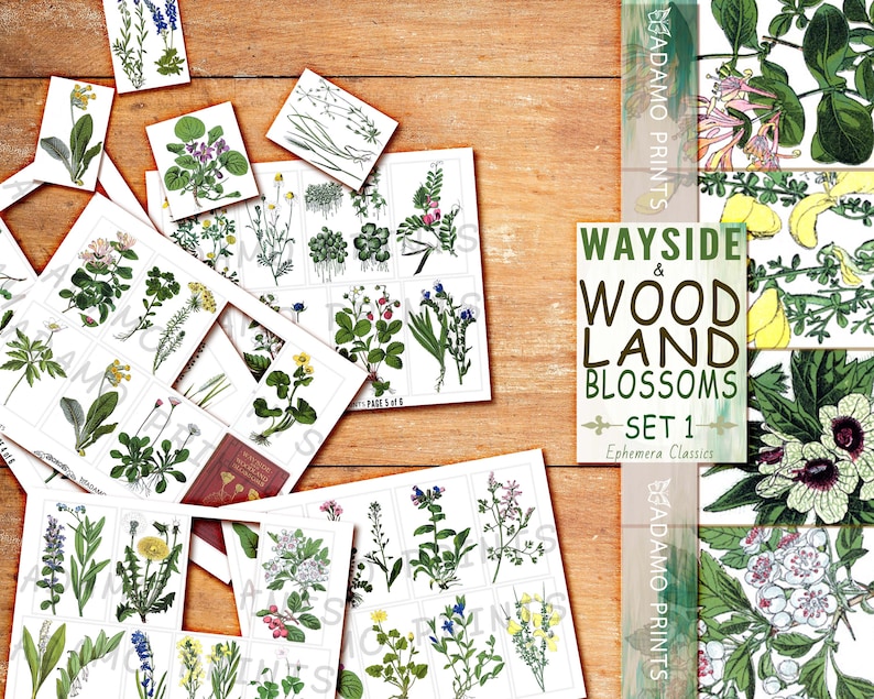 Wayside and Woodland Blossoms Set1, Digital Images, Wildflower ...