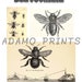Busy Bee Set1, Ephemera Classics, Cards, Printable Images, Vintage Art ...