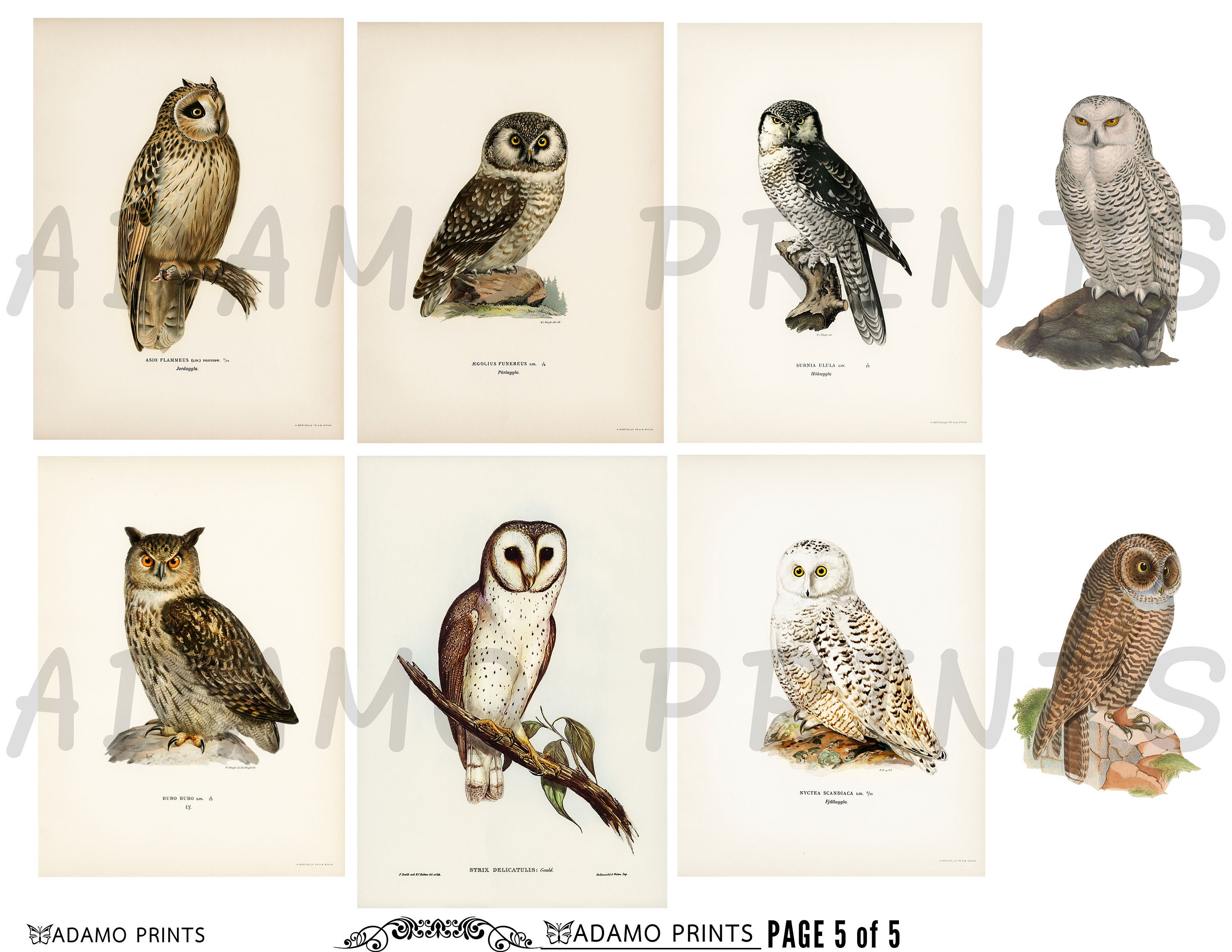 Wild Owls Printable Set2 Digital Collage Sheet Digital - Etsy