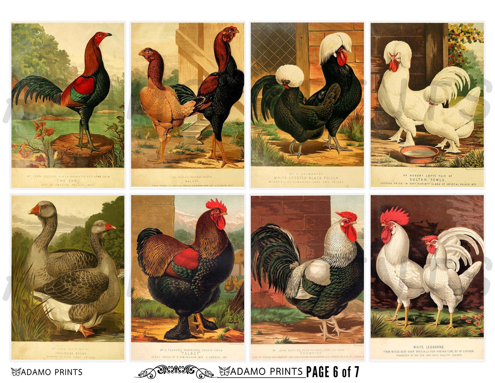 Fancy Victorian Poultry by Lewis Wright Vintage Farm Animal | Etsy