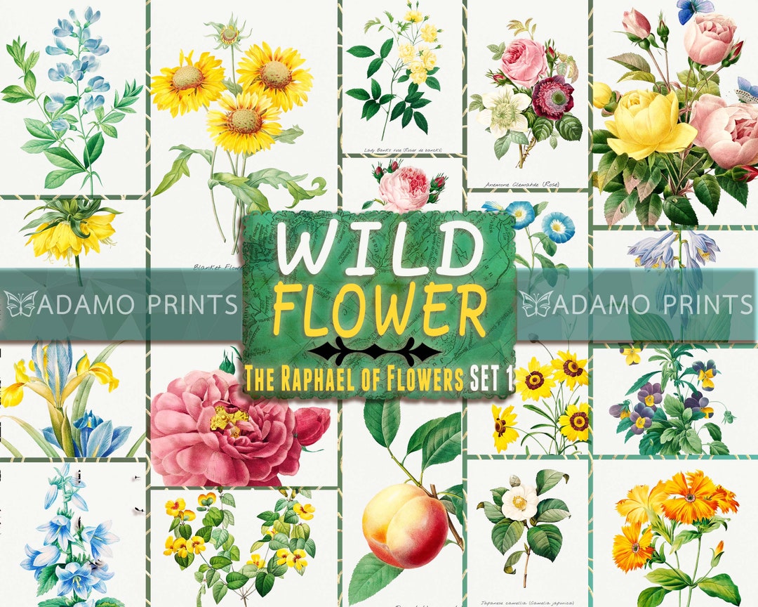 Wildflower, the Raphael of Flowers Set1, Botanical Flowers Digital ...