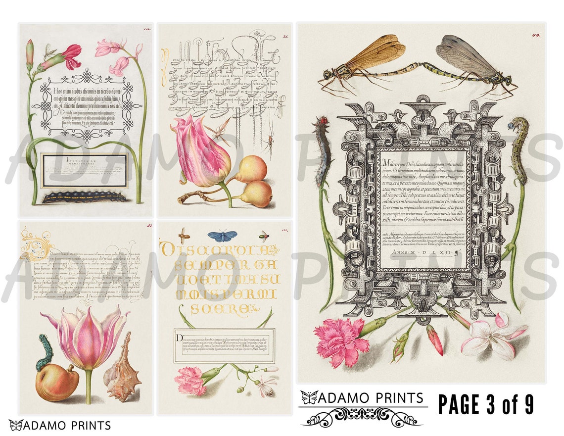 Model Book of Calligraphy Set2 Alphabet Digital Rare Book - Etsy