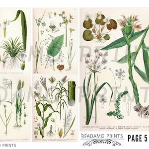 Botanical Nature Set1, Ephemera Classics, Digital Images, Vintage Art ...