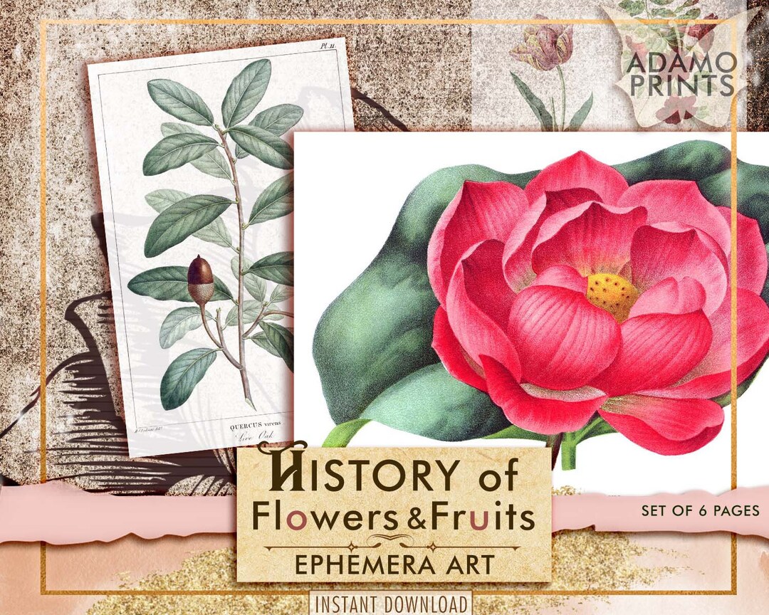 History of Flowers and Fruits, Digital Flowers, Wildflower, Fruits ...