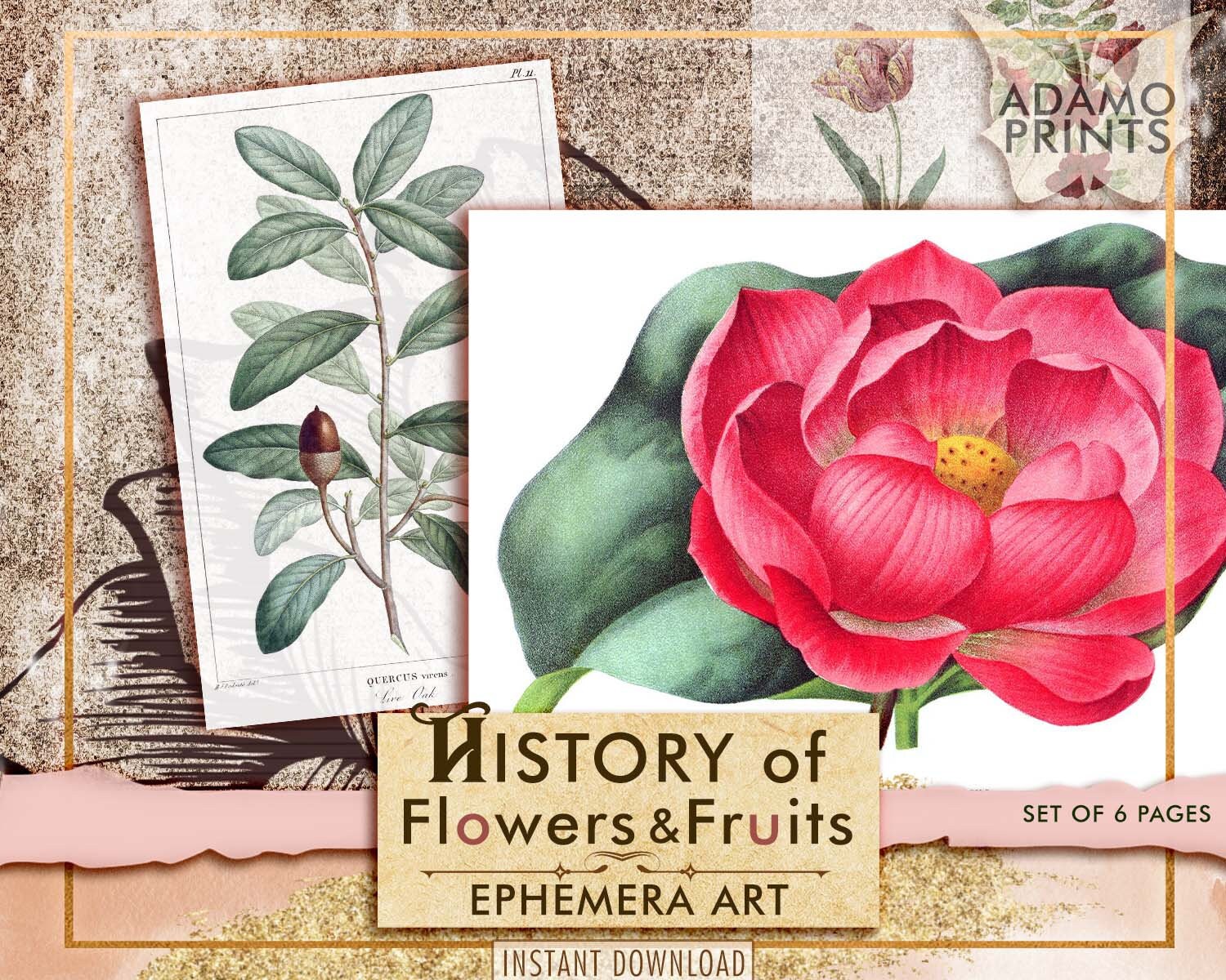 History of Flowers and Fruits Digital Flowers Wildflower | Etsy