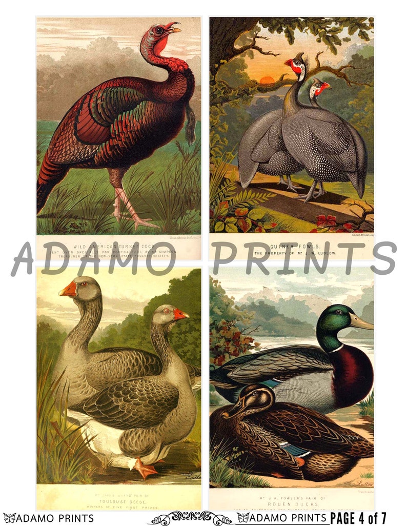 Fancy Victorian Poultry by Lewis Wright Vintage Farm Animal - Etsy