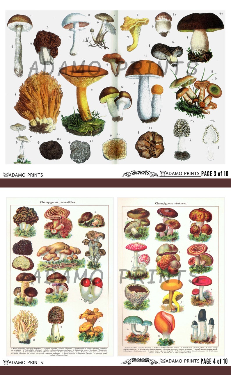 Mushroom Fungi Printable Mushrooms Toadstool and Mushroom - Etsy