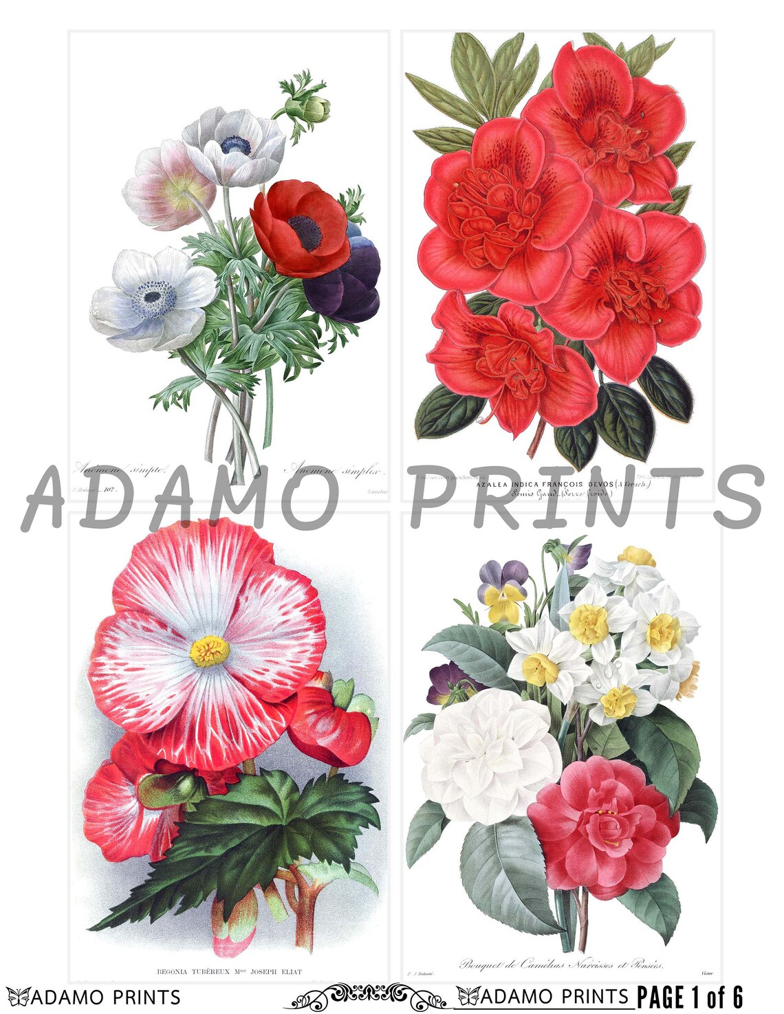 History of Flowers and Fruits Digital Flowers Wildflower | Etsy