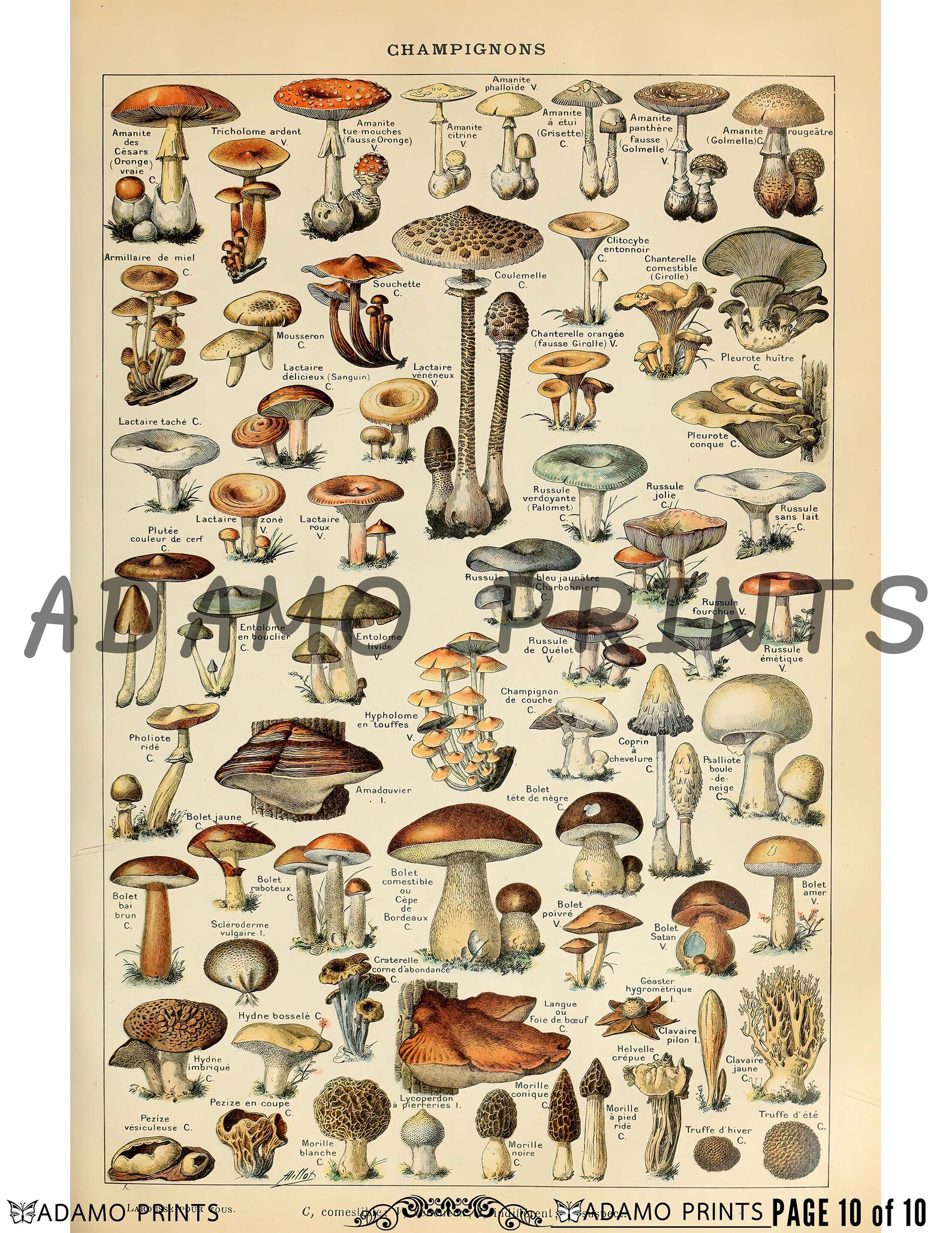 Mushroom Fungi Printable Mushrooms Toadstool and Mushroom - Etsy