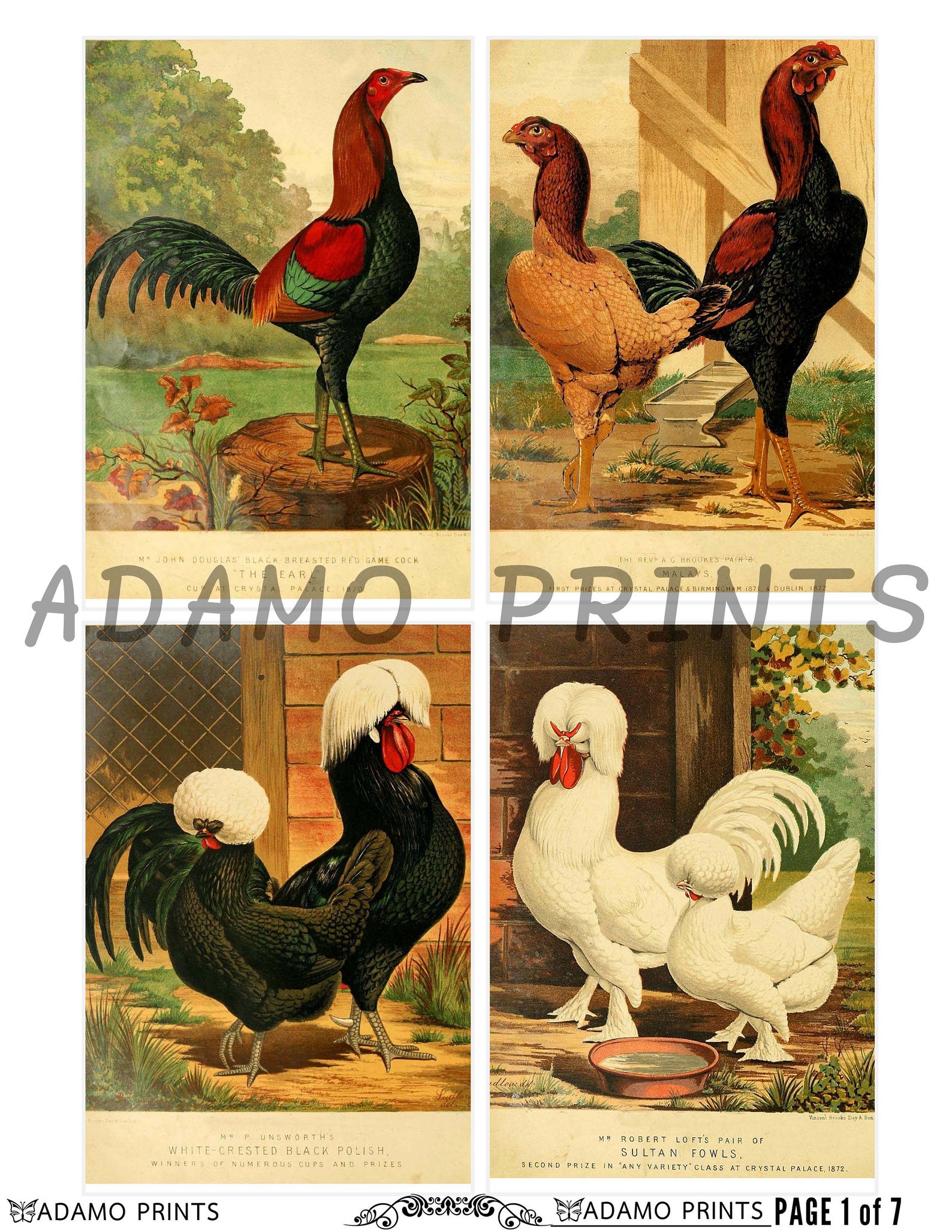 Fancy Victorian Poultry by Lewis Wright Vintage Farm Animal - Etsy