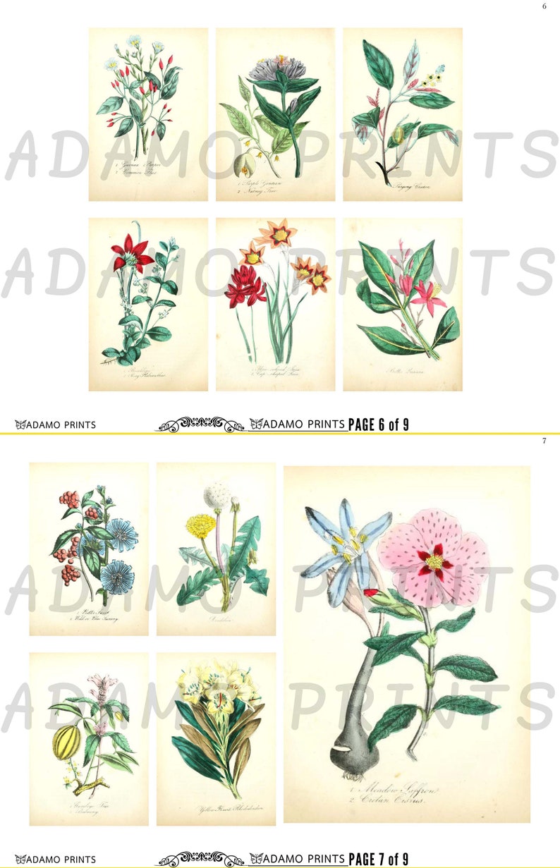 American Flora Set1 Digital Images Wildflower Plants - Etsy