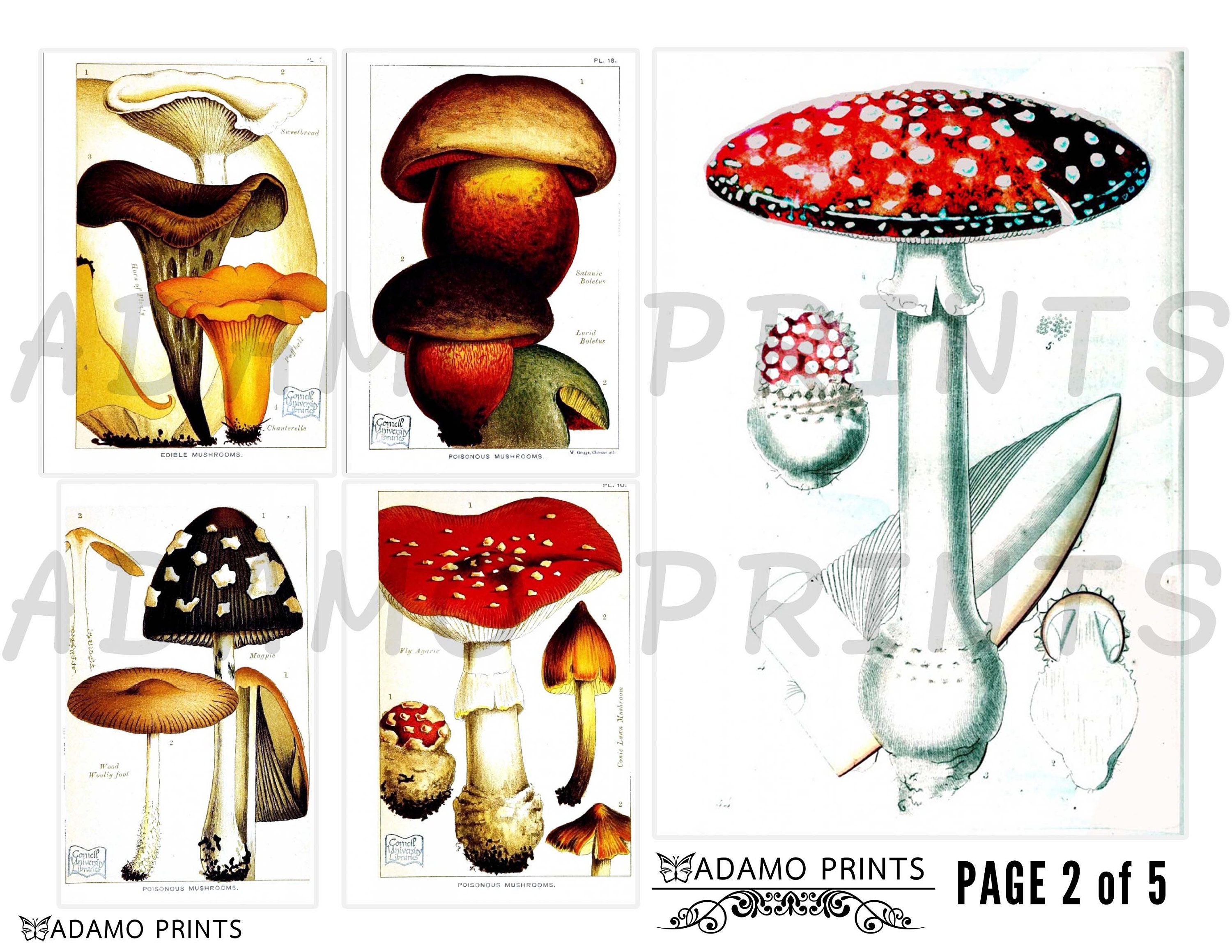 Toadstools And Mushrooms Printable Mushrooms Ephemera Art Etsy Australia