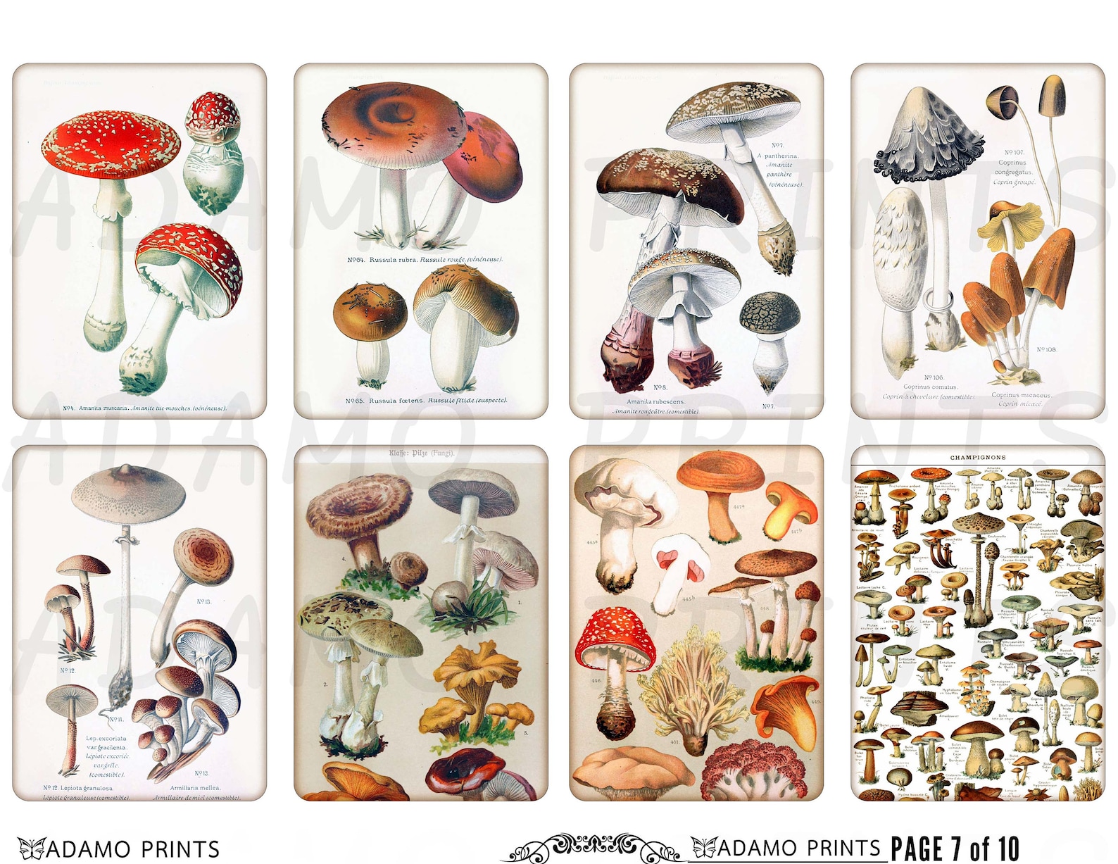 Mushroom Fungi Printable Mushrooms Toadstool and Mushroom - Etsy