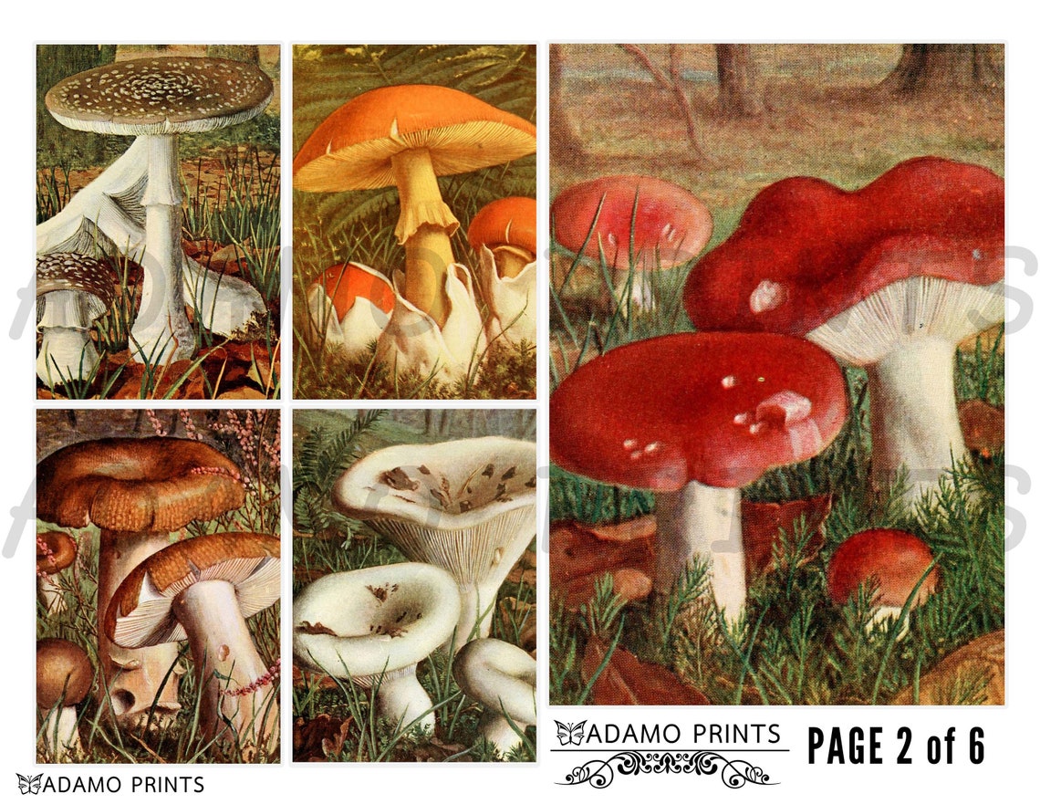 Vintage Mushroom Digital, Printable Mushrooms, Toadstool and Mushroom ...