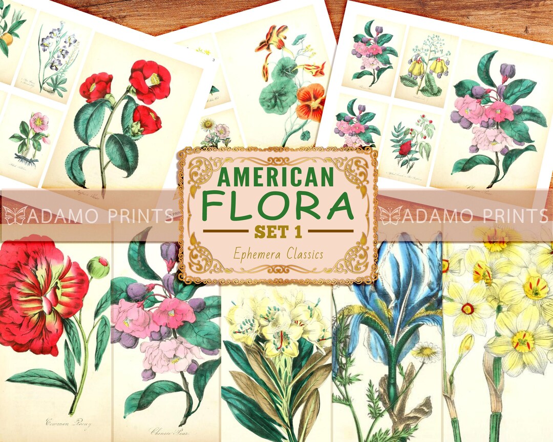 American Flora Set1, Digital Images, Wildflower, Plants, Flower History ...