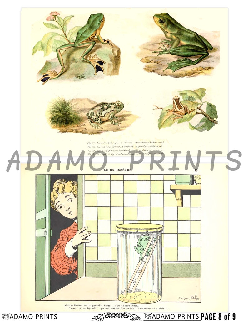 The Frogs, Animal Digital, Trade Card, ATC, Woodland, Digital Images ...