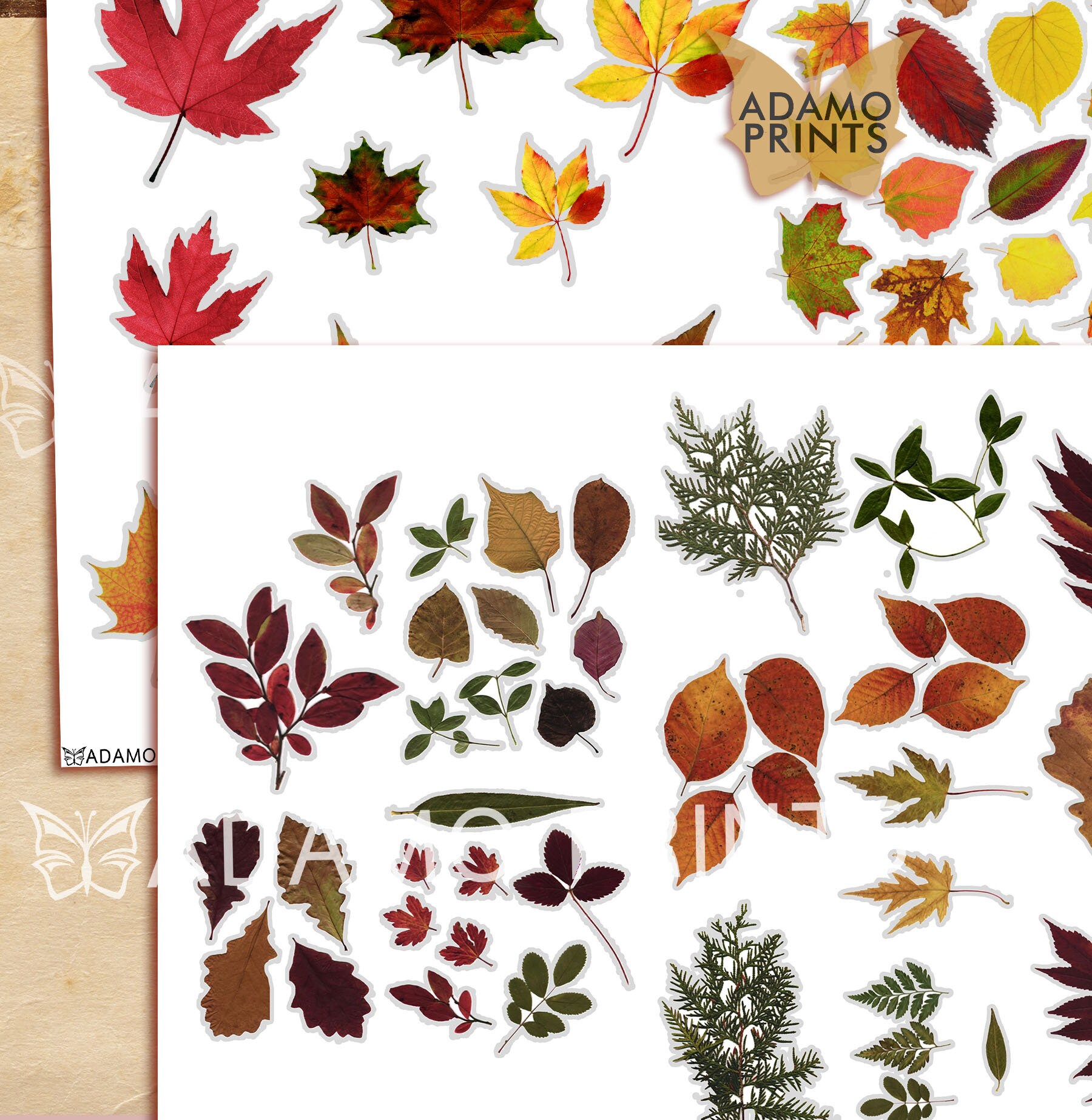 Autumn Leaf Specimen Cards Fussy Cut Ephemera Kit - Etsy