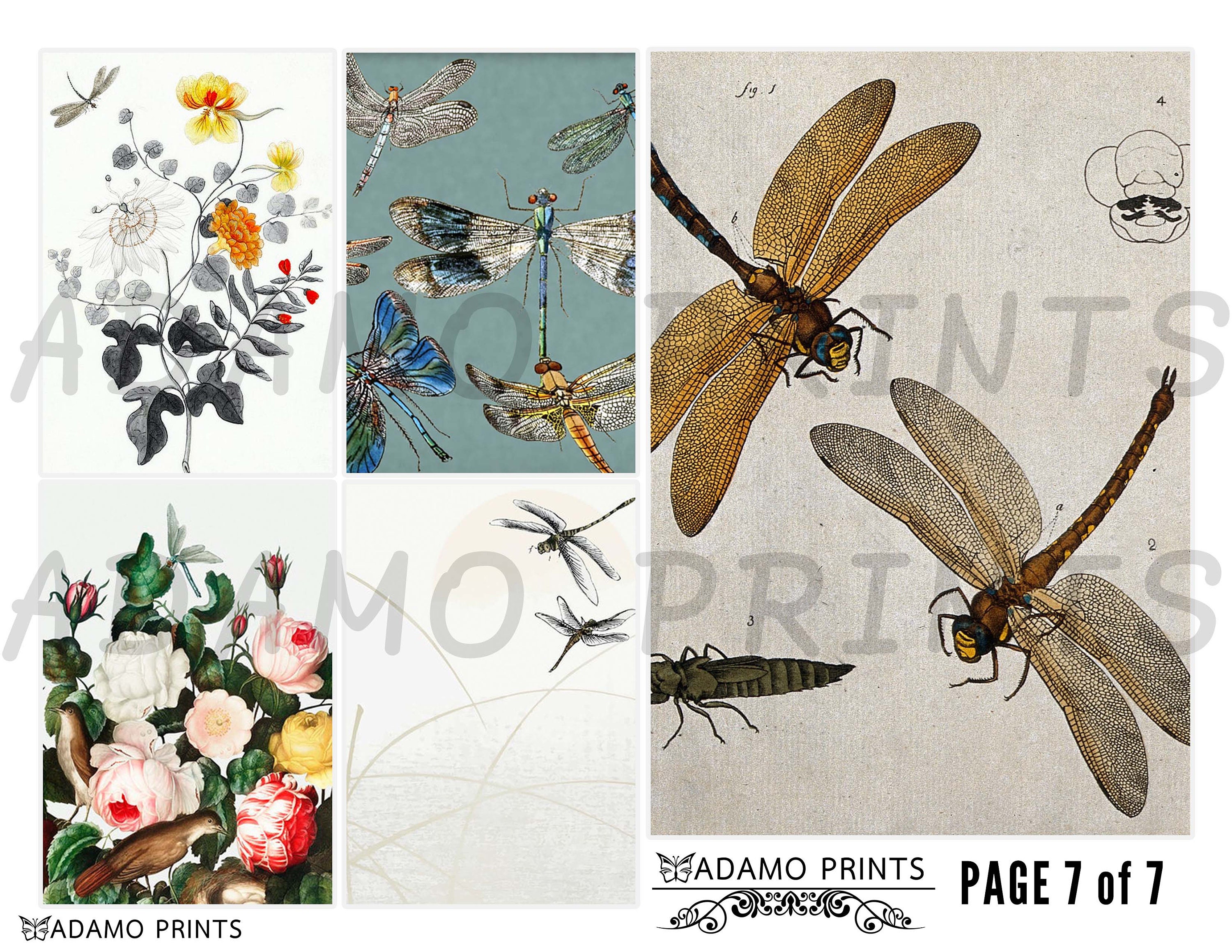 Dragonflies Digital Images Ephemera Classics Vintage Art | Etsy
