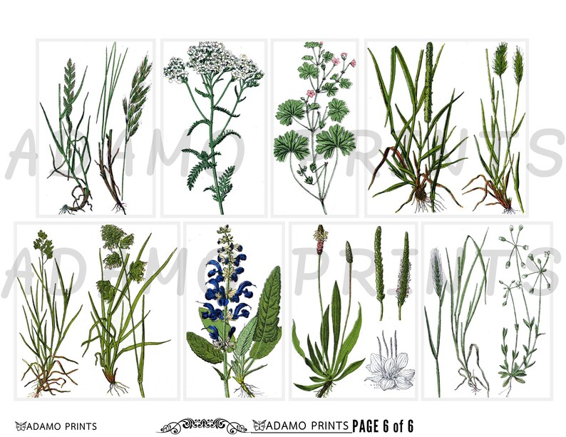 Wayside and Woodland Blossoms Set1, Digital Images, Wildflower ...