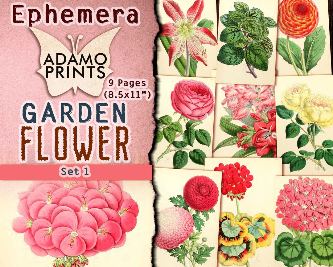 Vintage Garden Flower Ephemera, Botanical Art Prints (digital Download ...
