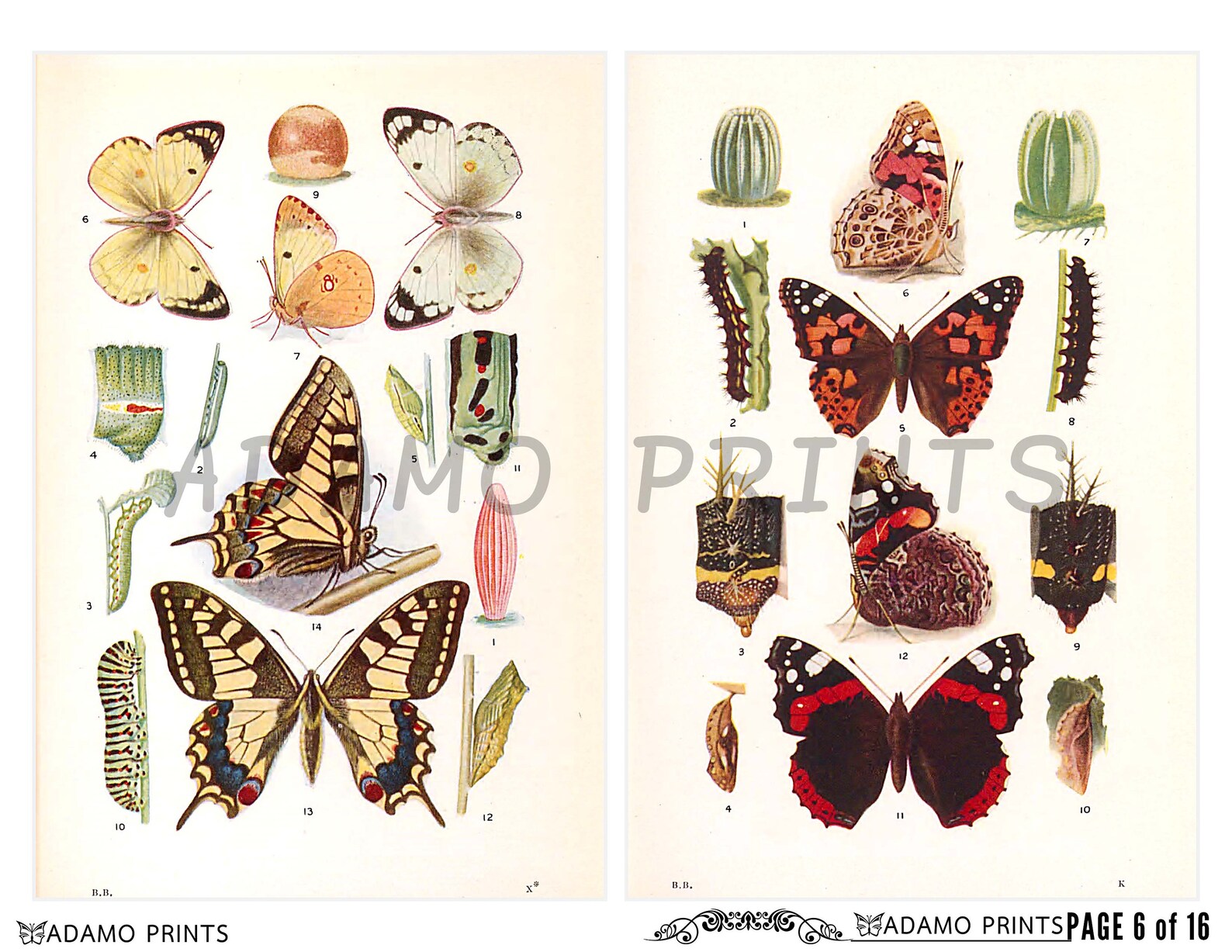 Complete British Butterflies Papillons Classic Butterfly - Etsy