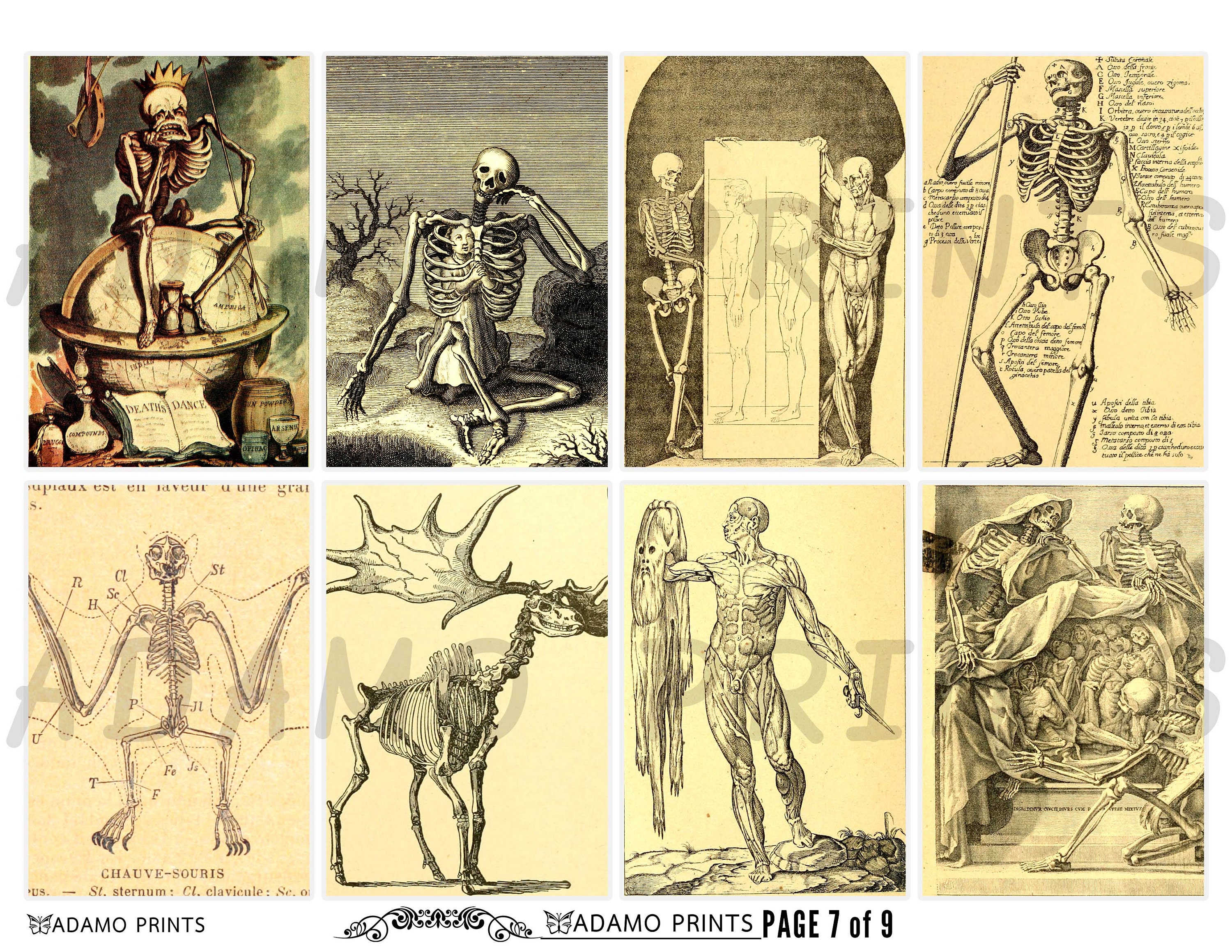 Spooky Horror Paranormal Occult Witch Raven Skeleton | Etsy