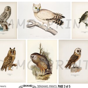 Wild Owls Printable Set2, Digital Collage Sheet, Digital Image, Art ...