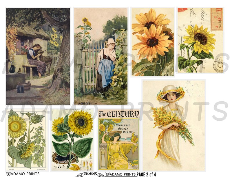 Sunflowers Garden Digital Ephemera Classics Plants Digital - Etsy