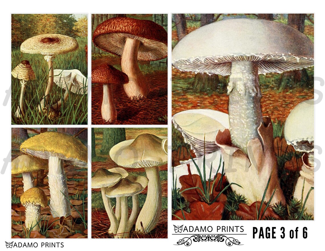 Vintage Mushroom Digital, Printable Mushrooms, Toadstool and Mushroom ...