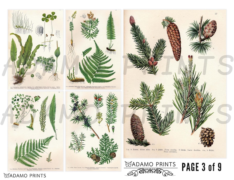 Botanical Nature Set1 Ephemera Classics Digital Images - Etsy