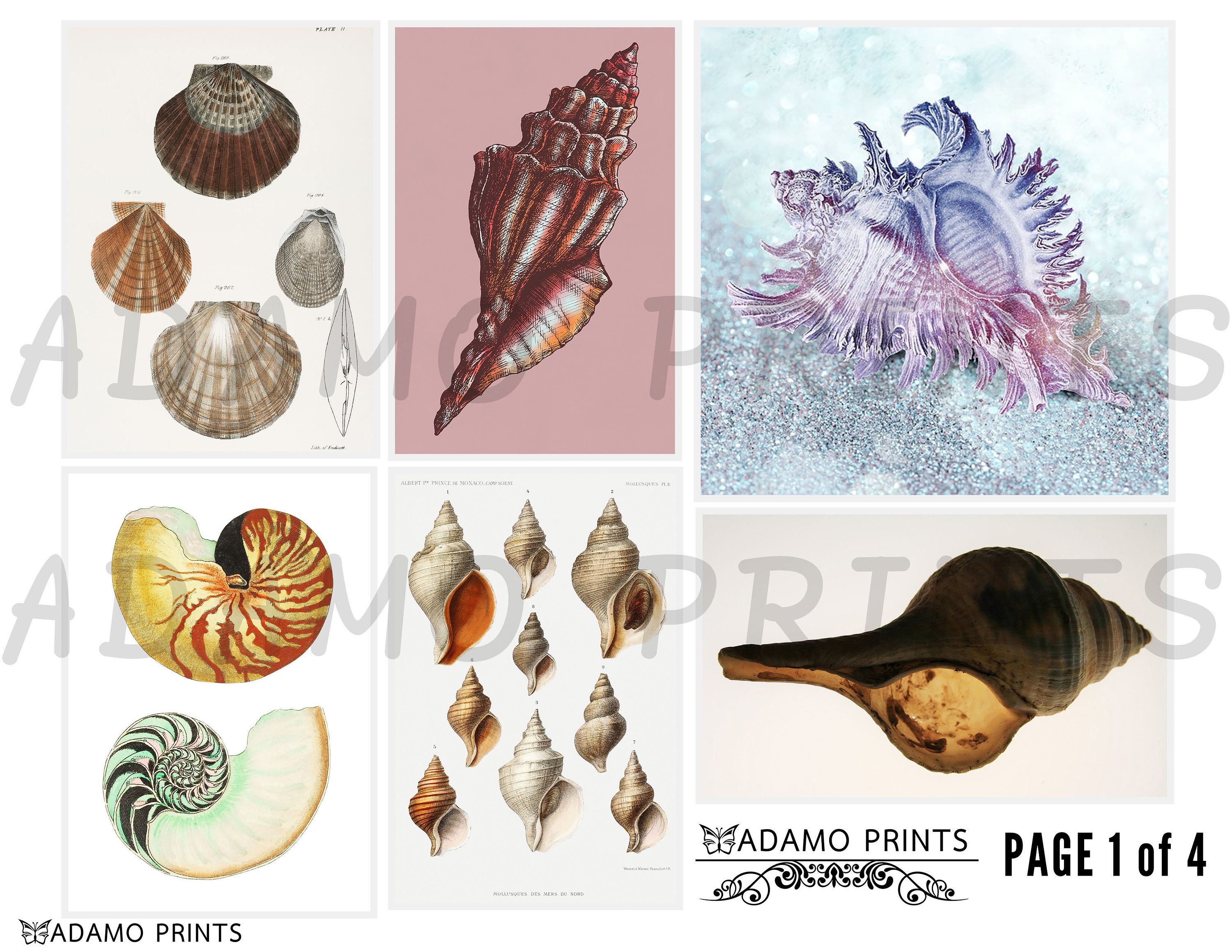 Undersea Shell Ephemera Classics Science ATC Science - Etsy