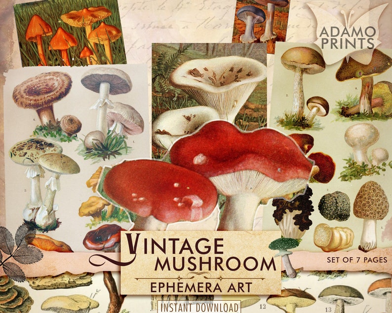 Vintage Mushroom Digital, Printable Mushrooms, Toadstool and Mushroom ...