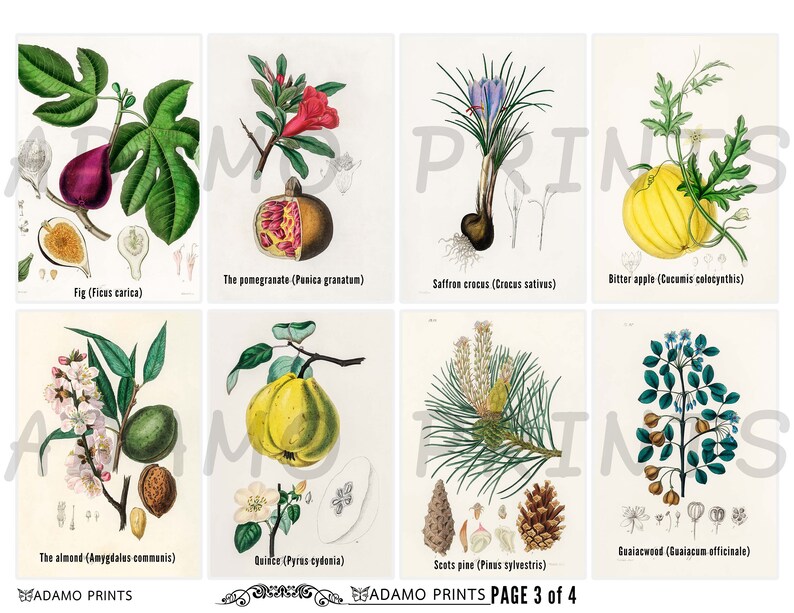 Medical Botany Set1 Printable Images Vintage Art Digital - Etsy