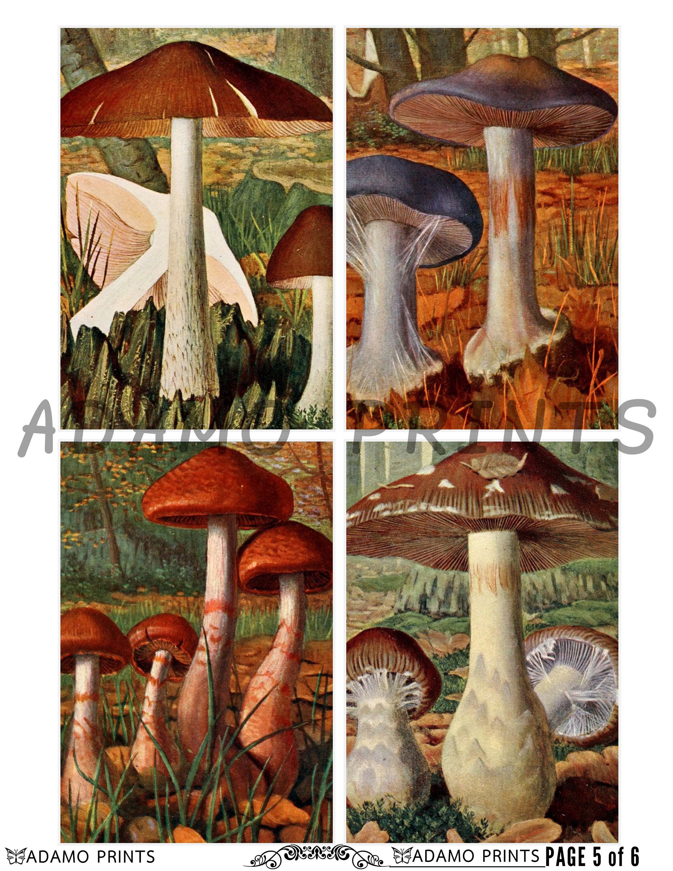 Vintage Mushroom Digital, Printable Mushrooms, Toadstool and Mushroom ...
