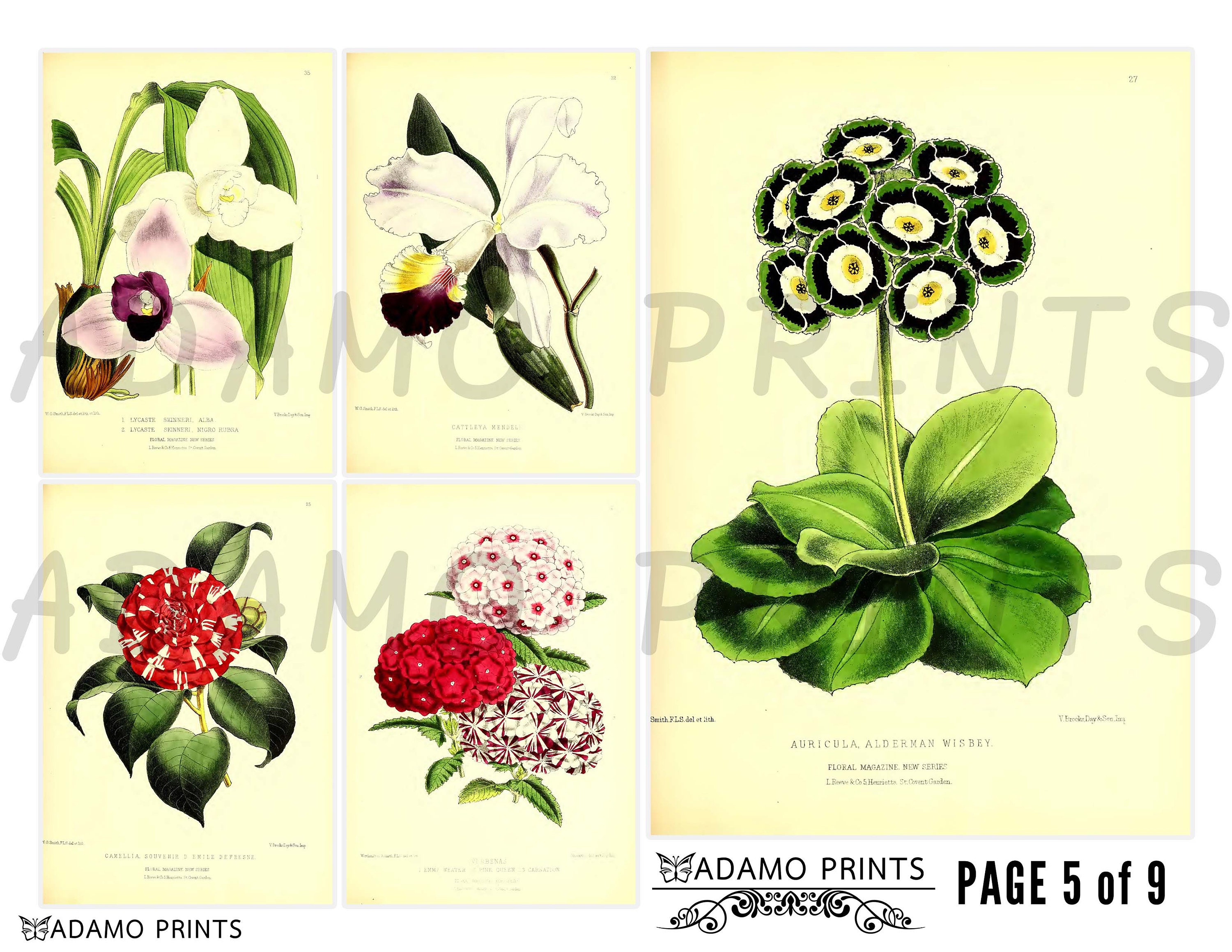 Garden Flower Set2 Ephemera Flower Digital Image Vintage | Etsy