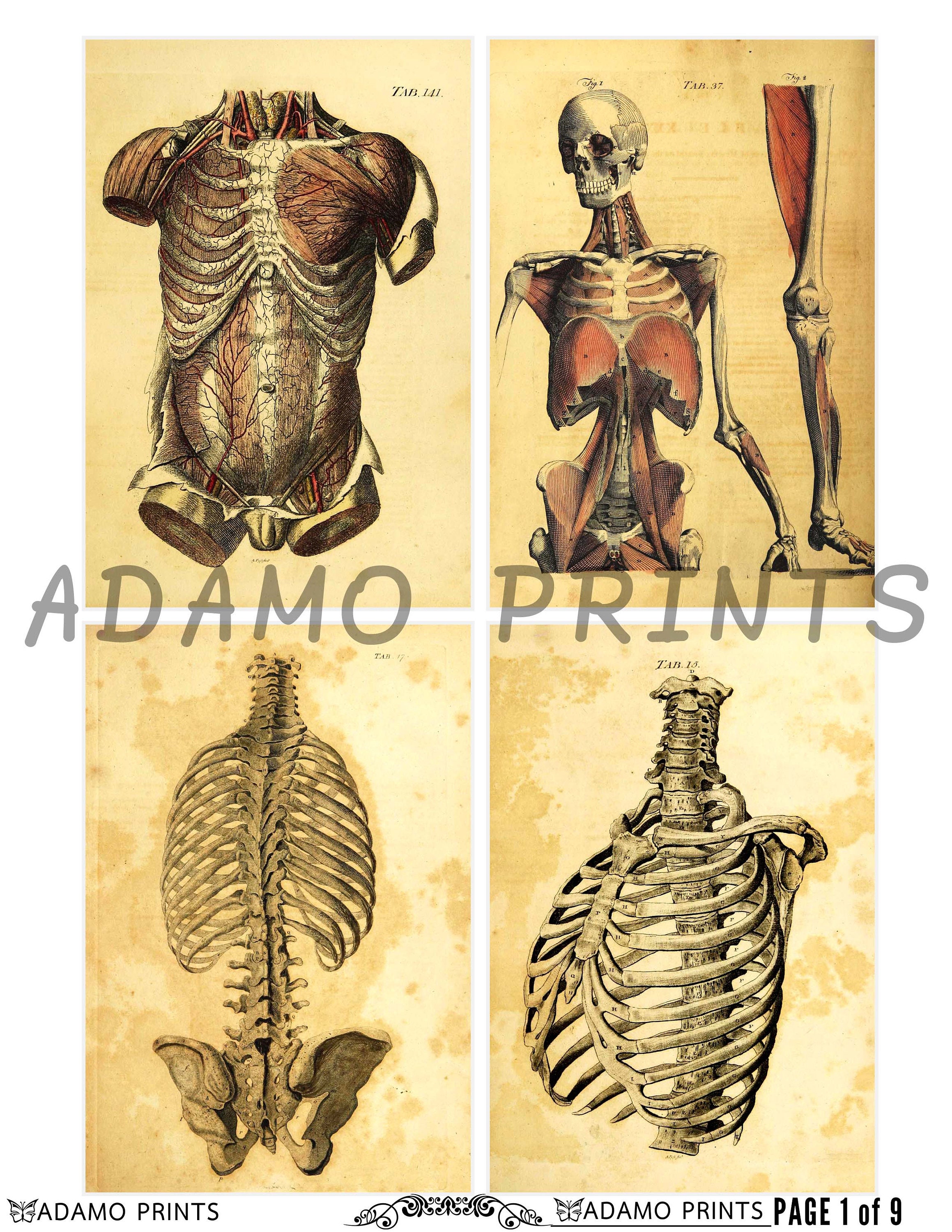 Spooky Horror, Paranormal Occult, Witch, Raven, Skeleton, Skull ...
