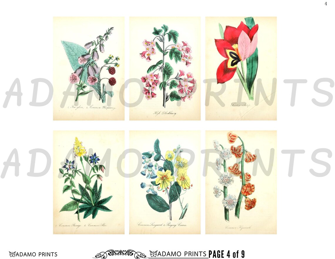 American Flora Set1 Digital Images Wildflower Plants - Etsy