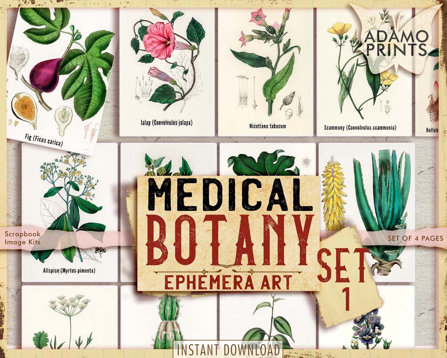 Medical Botany Set1 Printable Images Vintage Art Digital | Etsy