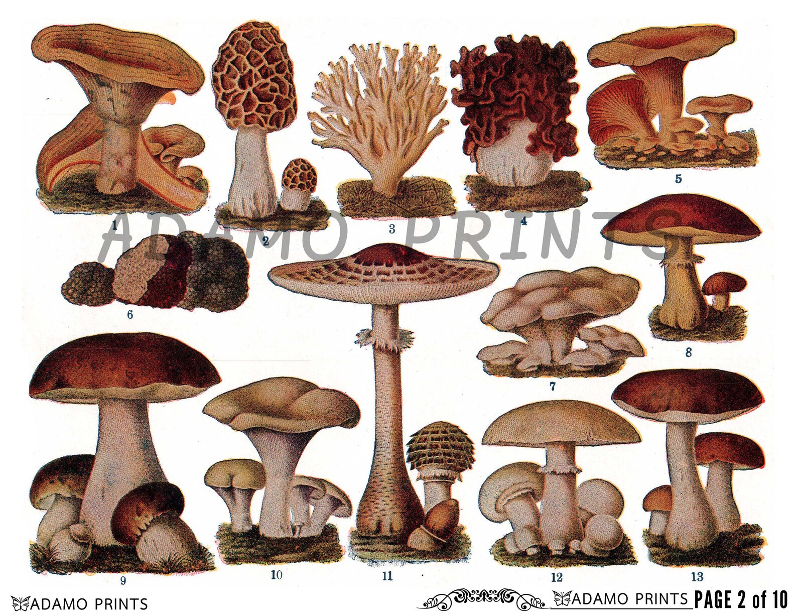 Mushroom Fungi Printable Mushrooms Toadstool and Mushroom - Etsy