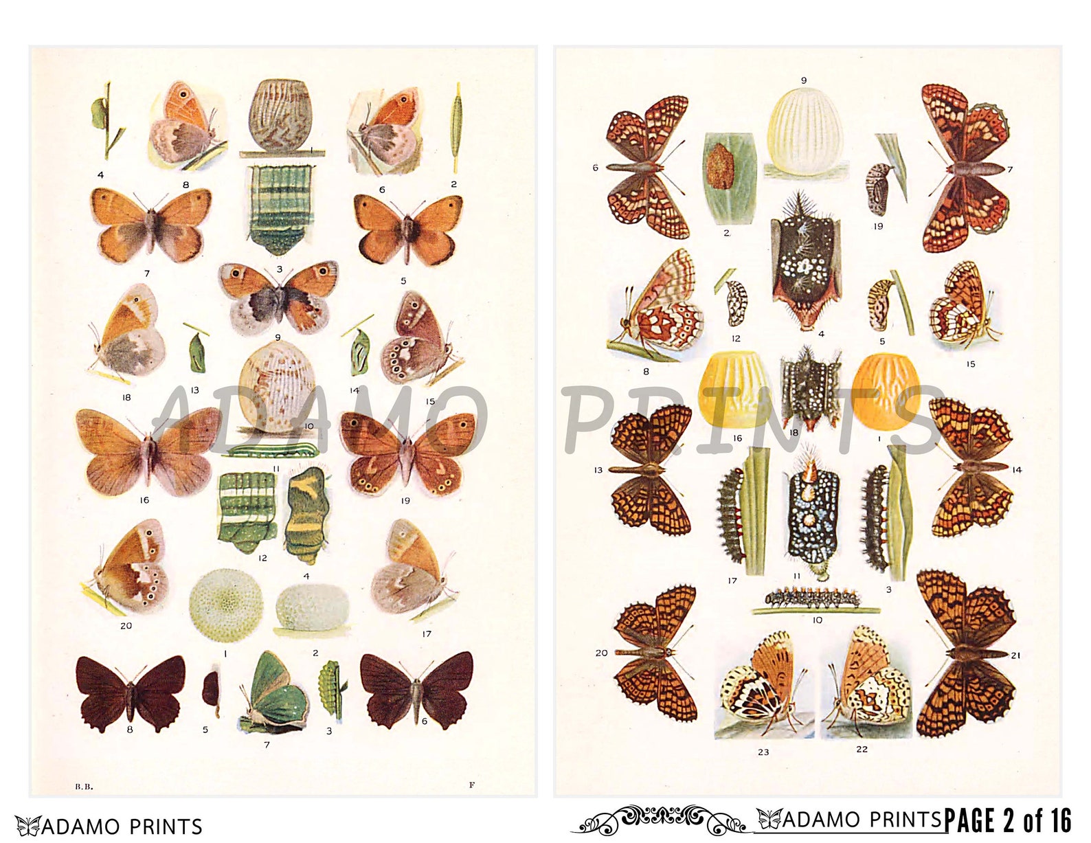 Complete British Butterflies Papillons Classic Butterfly - Etsy