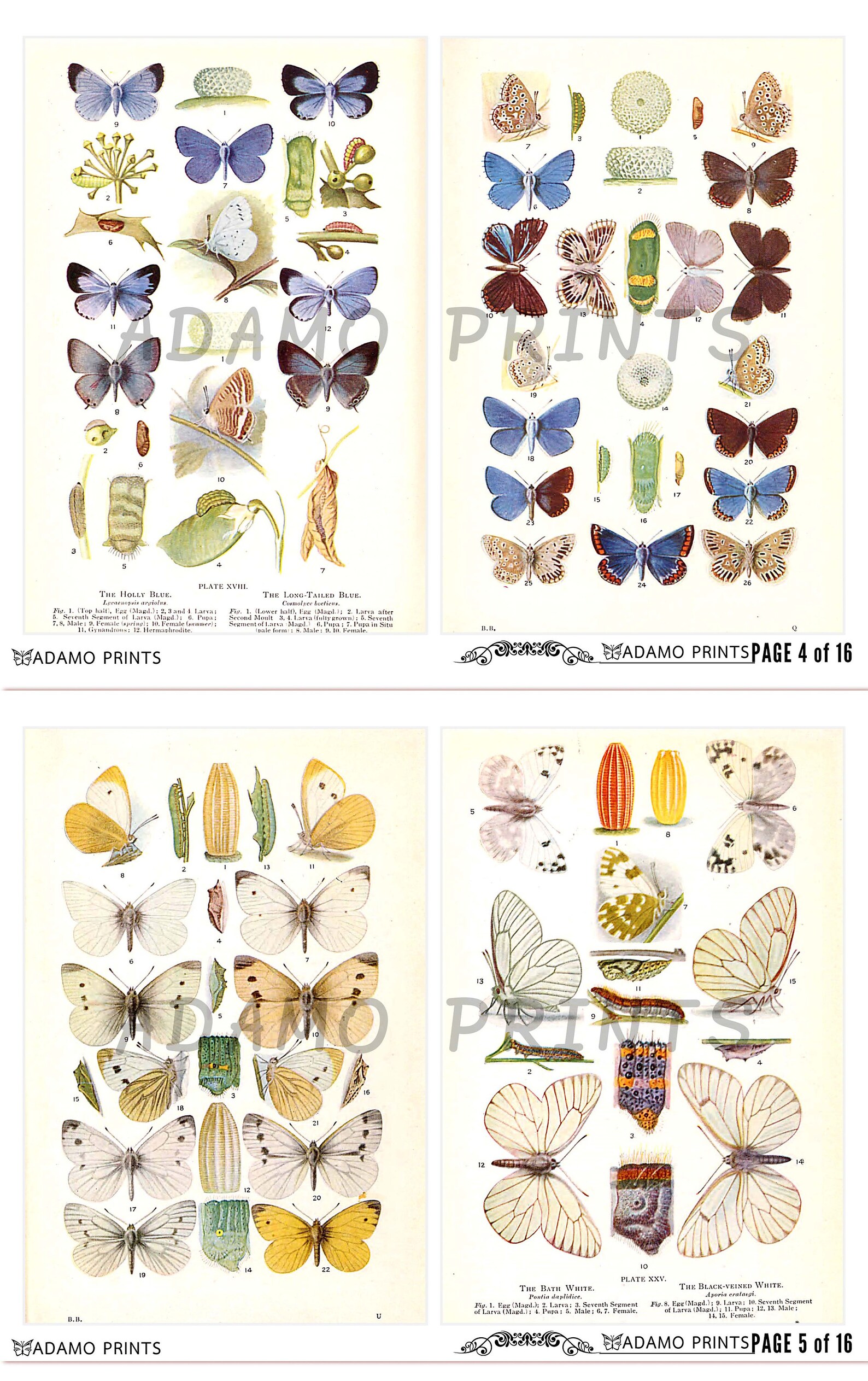 Complete British Butterflies Papillons Classic Butterfly - Etsy