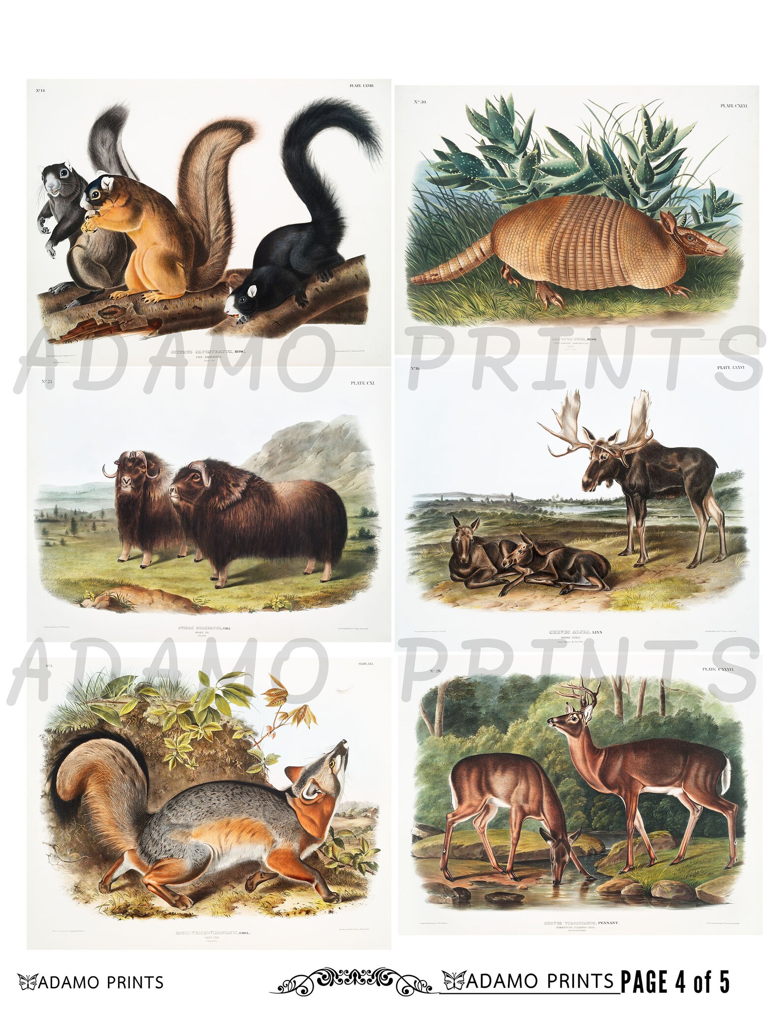 Wild Animals Digital Images Bears Foxes Hares Mouses - Etsy