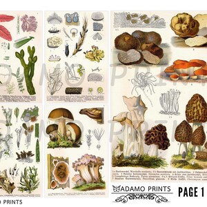 Botanical Nature Set1, Ephemera Classics, Digital Images, Vintage Art ...