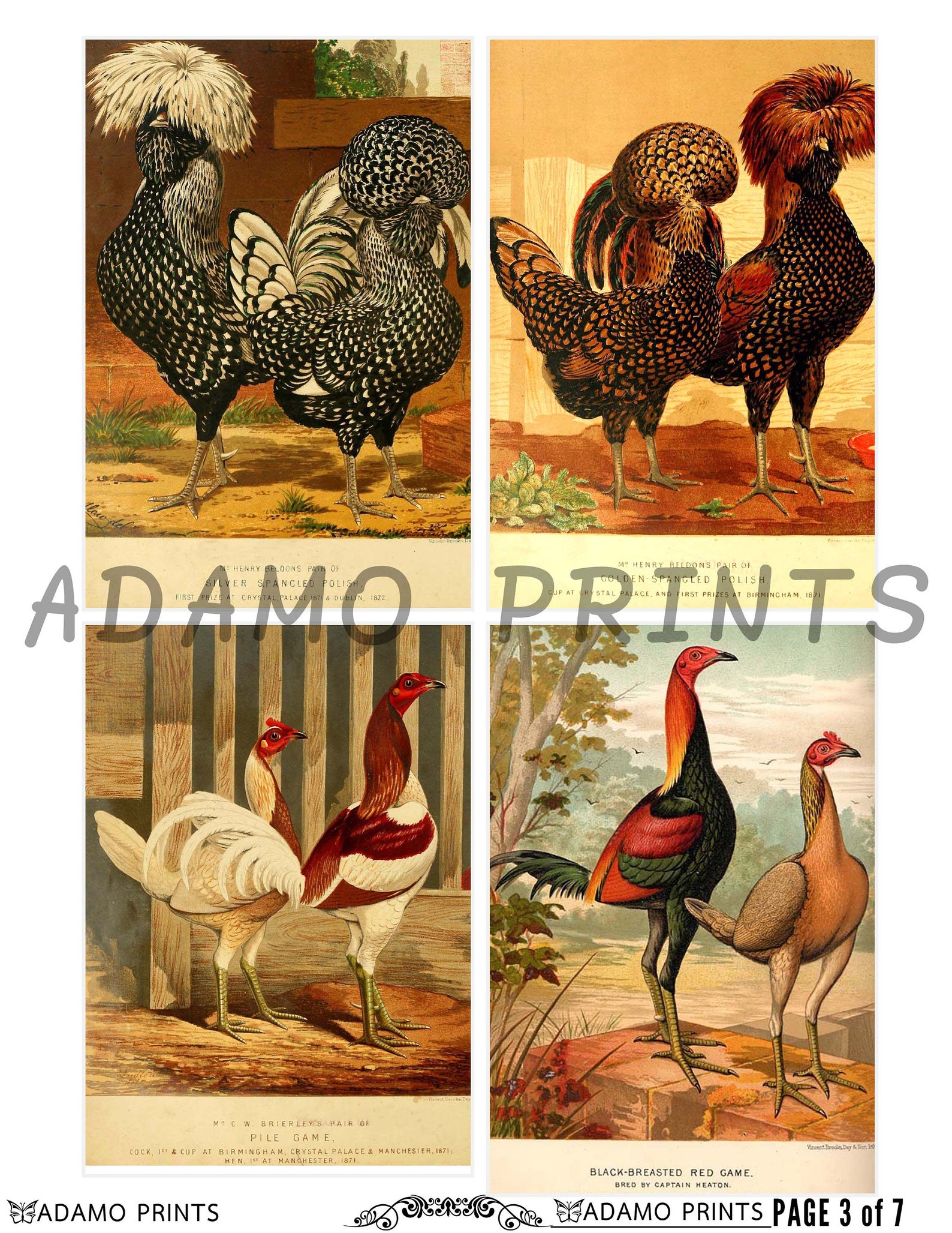 Fancy Victorian Poultry by Lewis Wright Vintage Farm Animal - Etsy