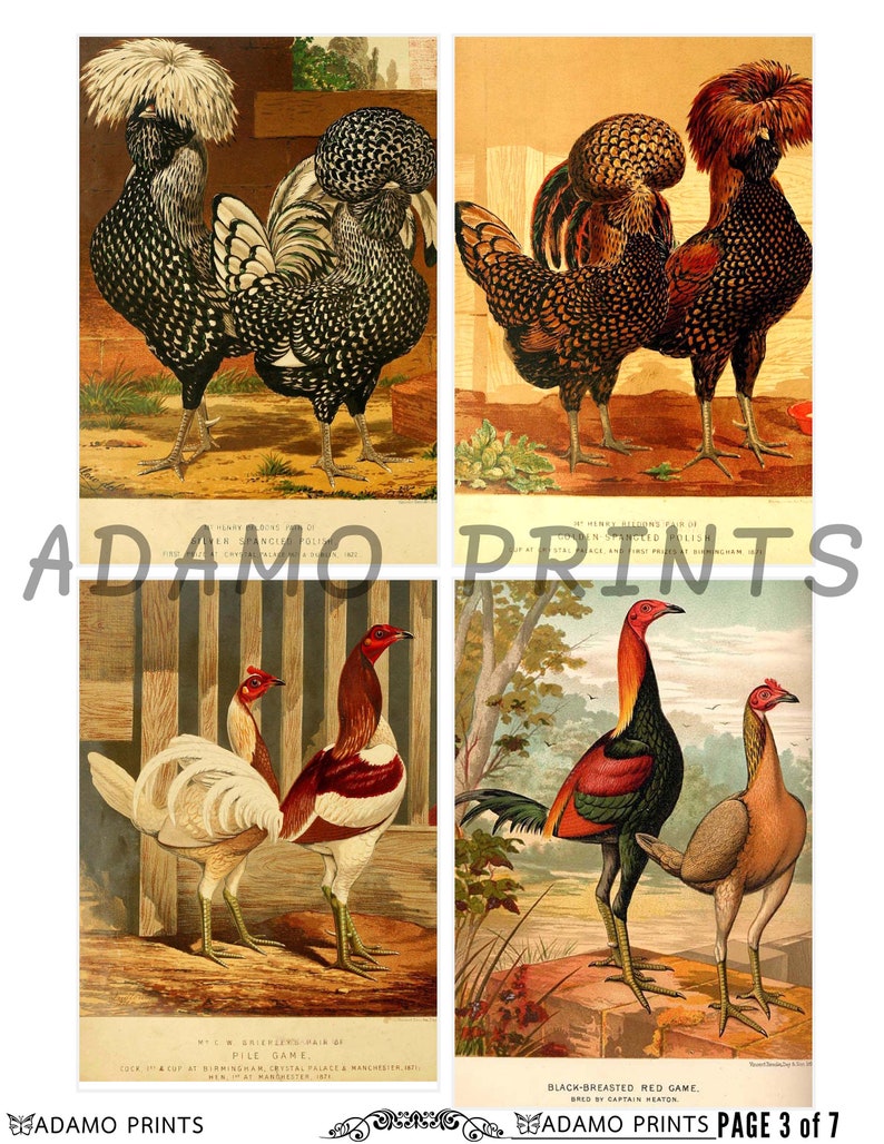 Fancy Victorian Poultry by Lewis Wright Vintage Farm Animal - Etsy