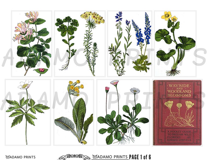 Wayside and Woodland Blossoms Set1, Digital Images, Wildflower ...