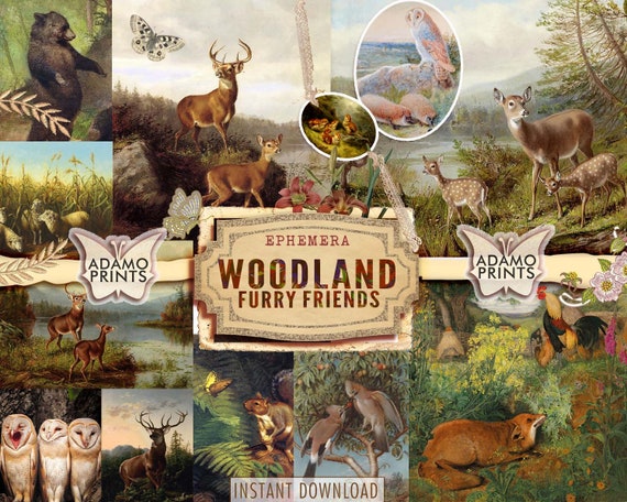 Woodland Furry Friends Animal Digital Sheep Rabbit Birds - Etsy New Zealand