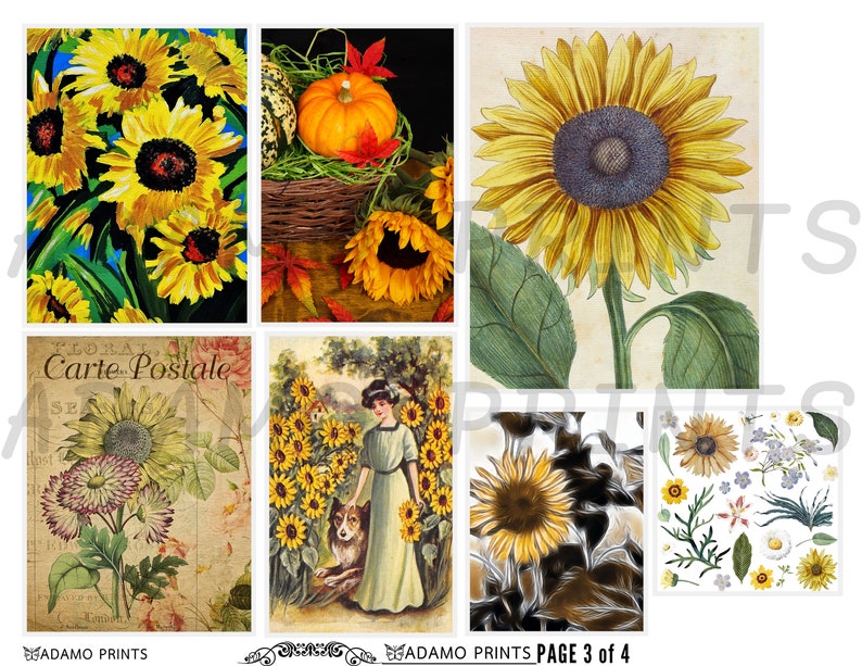 Sunflowers Garden Digital Ephemera Classics Plants Digital - Etsy