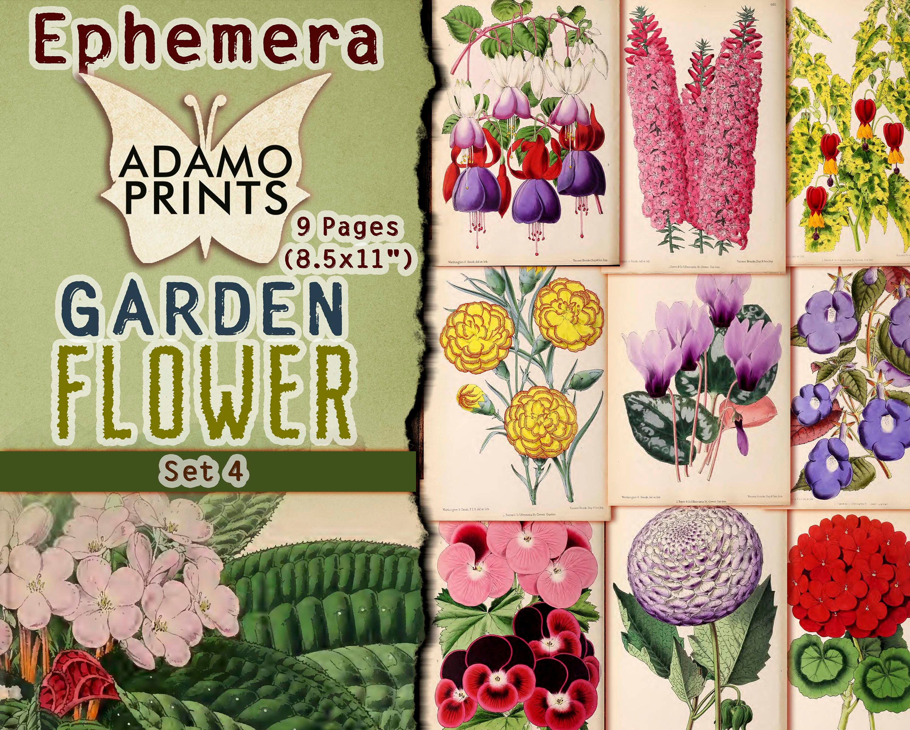 Garden Flower Set4 Ephemera Flower Digital Image Vintage - Etsy Singapore